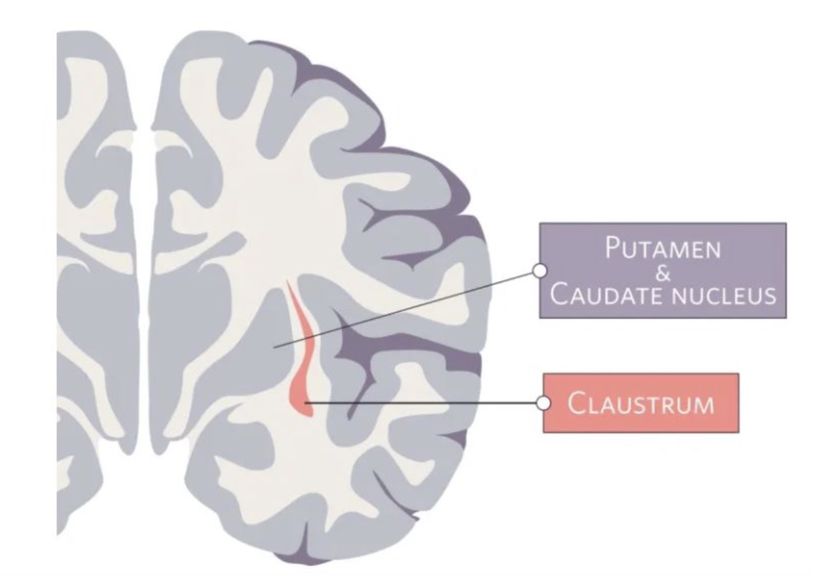 New Paper: The claustrum controls pain | The Taylor Lab